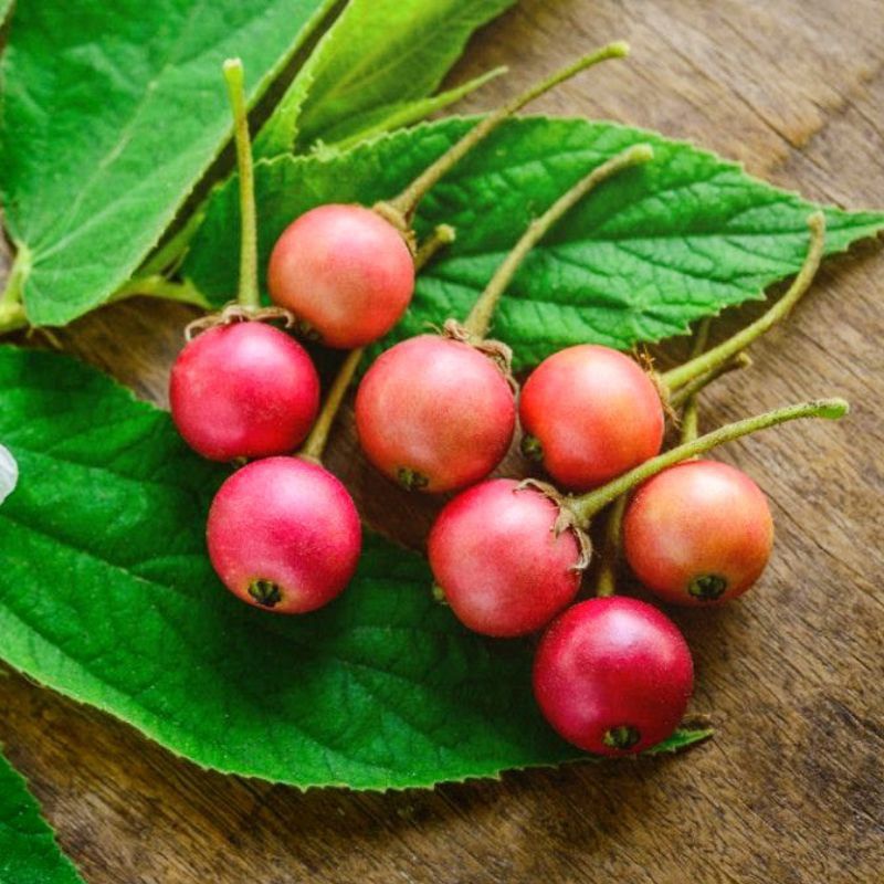 Jual Buah Talok/Kersen/Cherry Jamaica | Shopee Indonesia