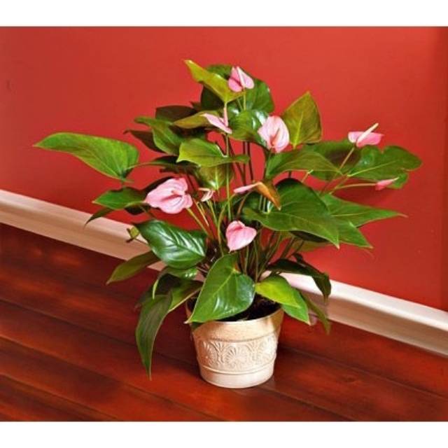 Jual Tanaman Hias Bunga Anthurium Mini Pink ( Tanaman Hidup ) | Shopee ...