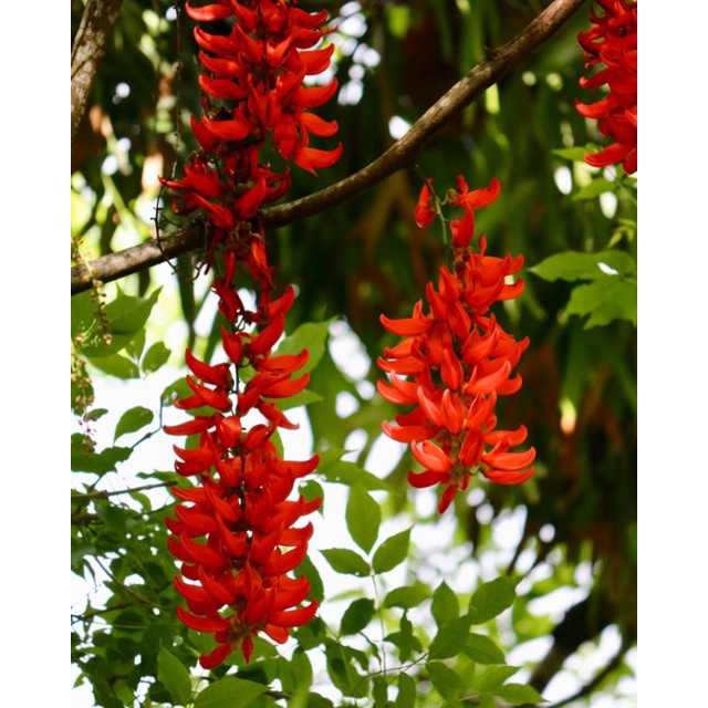 Jual Bibit Bunga Flame of irian / bunga api irian / vine irian / bunga ...