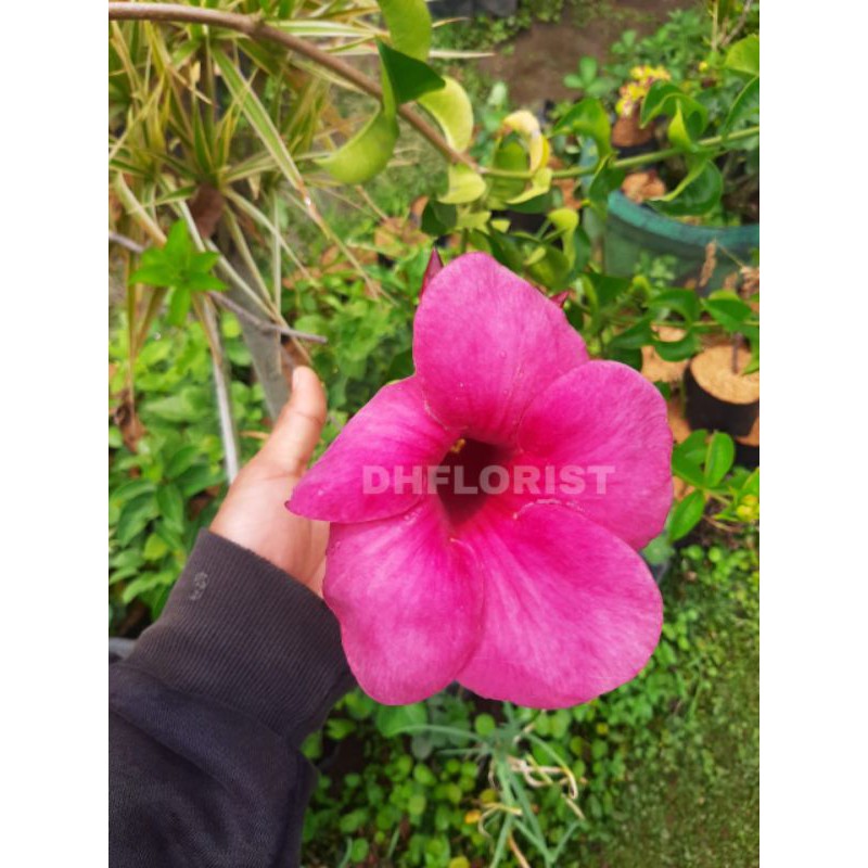 Jual Paket bunga alamanda 3 warna | Shopee Indonesia