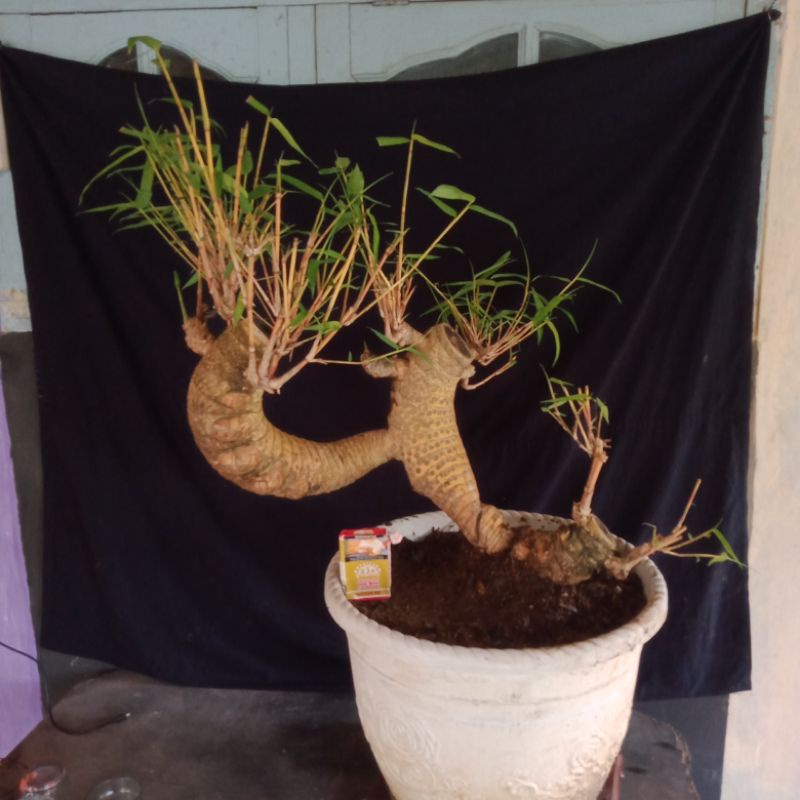 Jual bonsai bambu kuning..bahan pilihan berkualitas | Shopee Indonesia