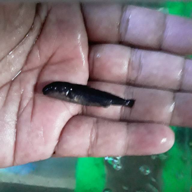 Jual Ikan baby dolphin | Shopee Indonesia