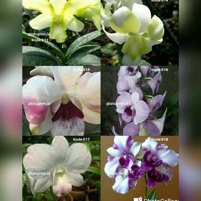 Jual -BENIH-BIBIT-TANAMAN- TANAMAN HIAS ANGGREK DENDROBIUM - BUNGA ...