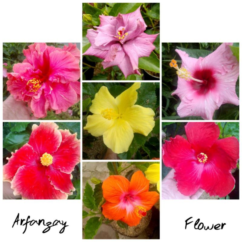 Jual Bunga Hibiscus/ Kembang Sepatu | Shopee Indonesia