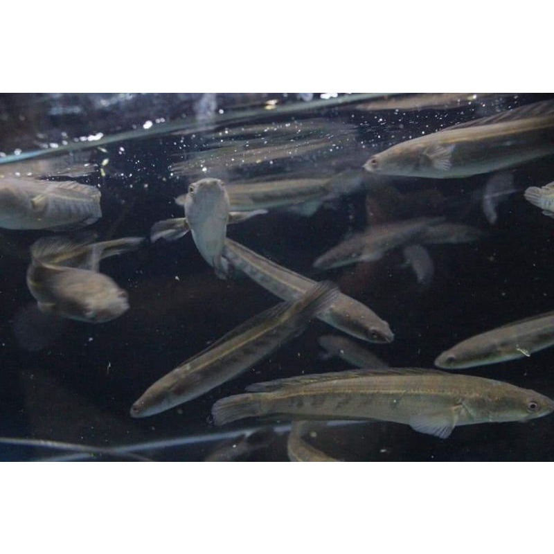 Jual yellow sentarum 15-17 cm bar simet bercabung | Shopee Indonesia