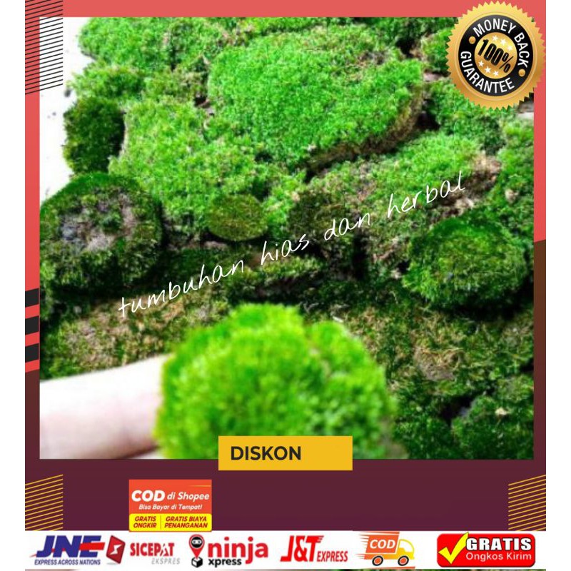 Jual Lumut Hidup/Lumut Hutan/Lumut Bonsai/Forest Moss Cover Bonsai ...