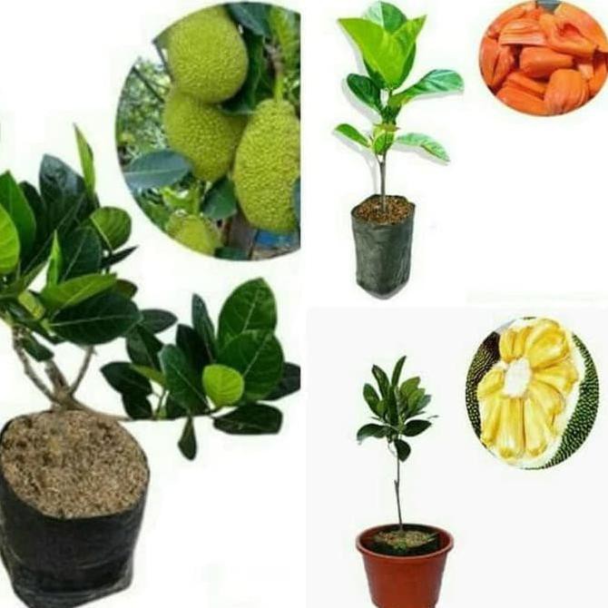 Jual Jual Paket 3 Bibit Tanaman Buah Nangka Mini, Nangka Merah Dan ...