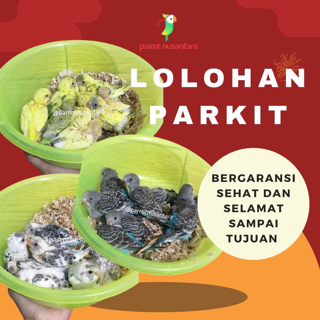 Jual Burung anakan lolohan parkit kuning/biru/putih bahan jinak ...