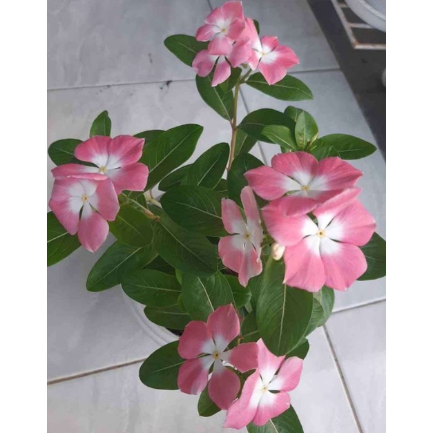 Jual tanaman hias vinca holland,bunga tapak dara tegak, tanaman vinca ...