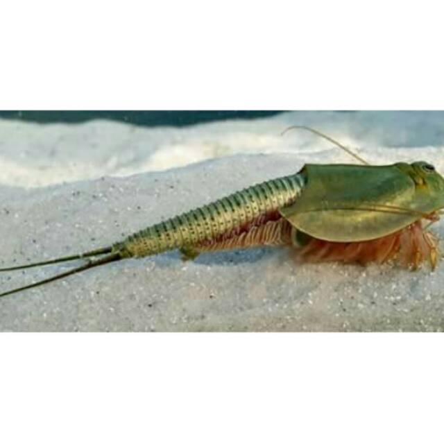 Jual Instant pet creature Triops longicaudatus normal unik | Shopee ...