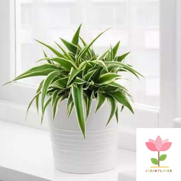 Jual TANAMAN HIAS LILY PARIS UMBI | spider plant | Shopee Indonesia