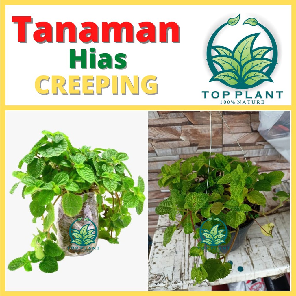 Jual Tanaman Hias Bunga Gantung Creeping Charlie Hijau - Creeping Hijau ...