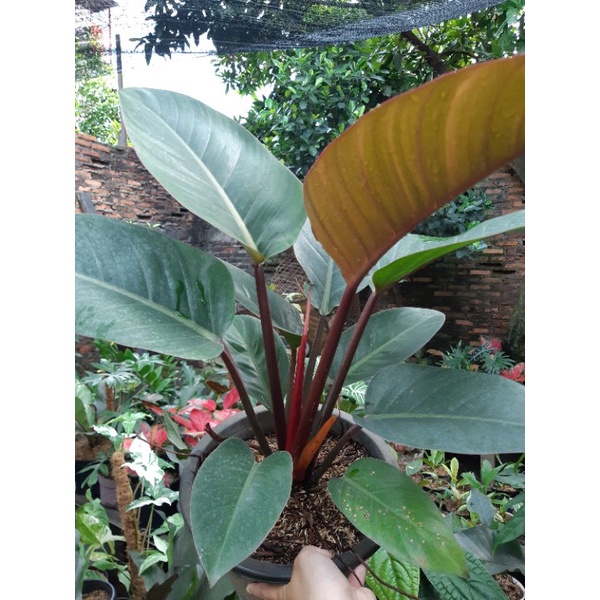 Jual philo red congo ukuran jumbo besar | Shopee Indonesia