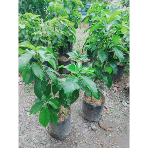 Jual bibit pohon alpokat aligator/mentega/nonbiji tinggi 1meter lebih ...