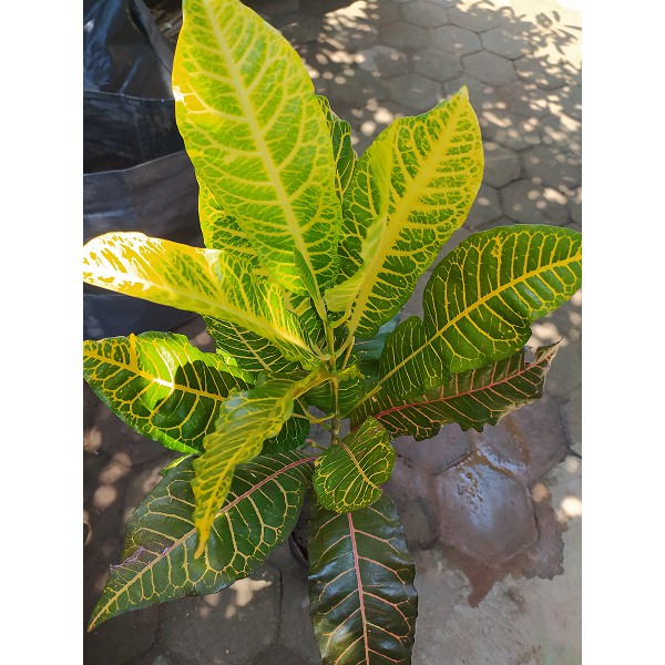 Jual Tanaman Puring Kroton (Codiaeum variegatum) | Shopee Indonesia