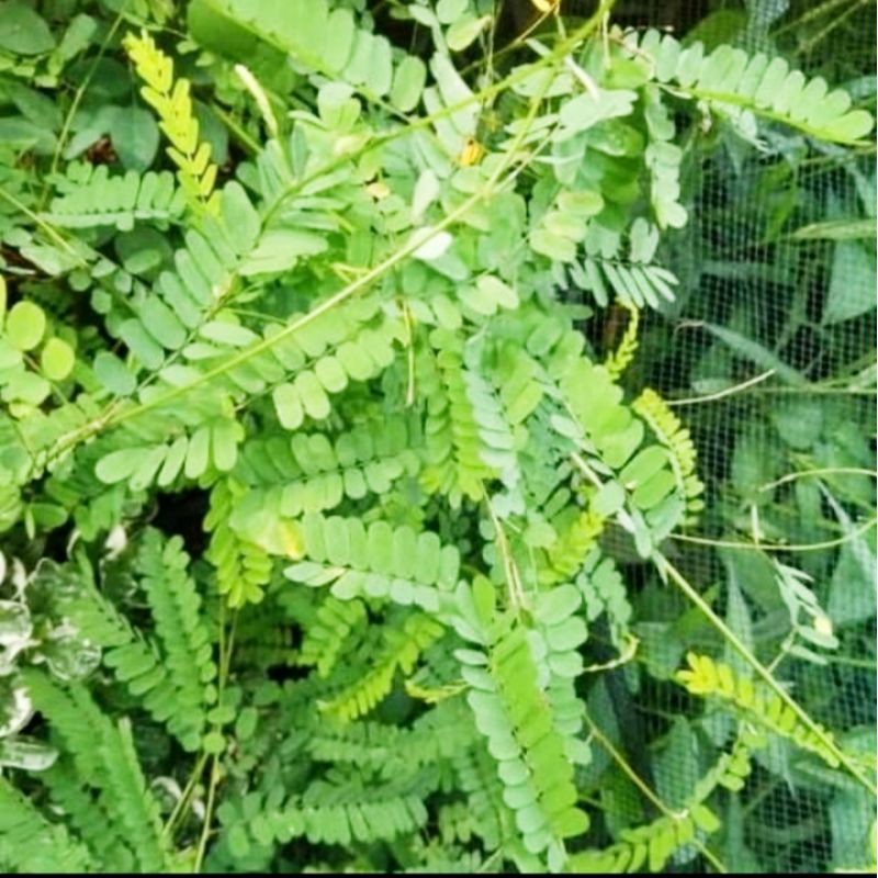 Jual tanaman obat tradisional pohon saga/tanaman hias daun saga ...