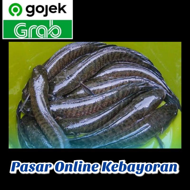 Jual Ikan Gabus Segar - 1 Kg ( JABODETABEK ) | Shopee Indonesia