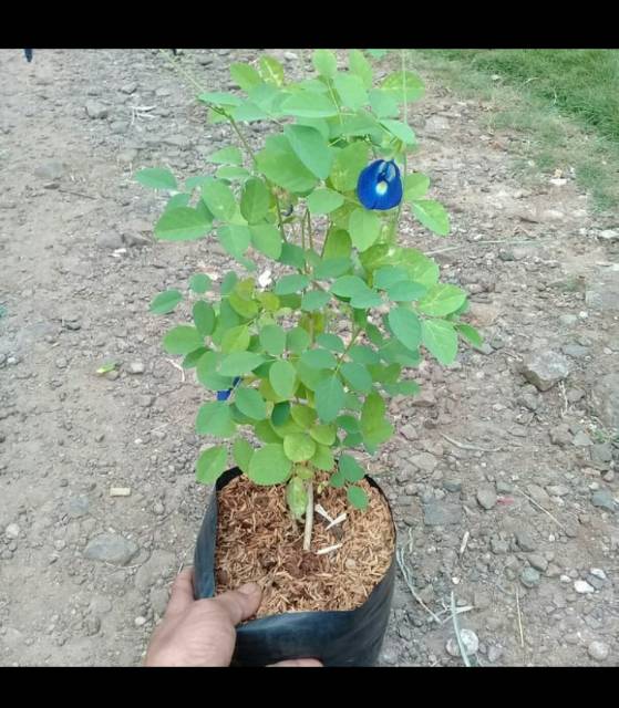Jual Tanaman Herbal Bunga Telang -Tanaman Bunga Teleng - Kembang Telang ...