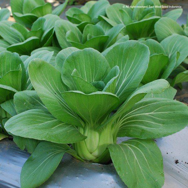 Jual PlantSeed - 50 Benih Bibit Sawi Pakcoy Hijau Pakchoy Unggul ...