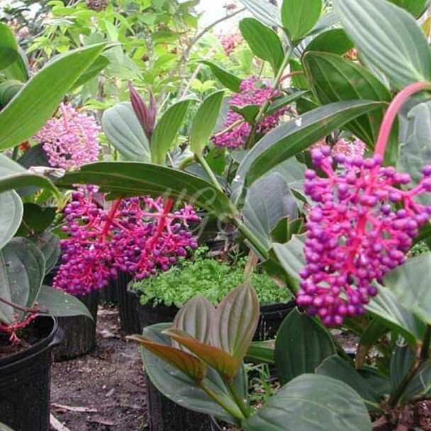 Jual tanaman buah parijotho | Shopee Indonesia