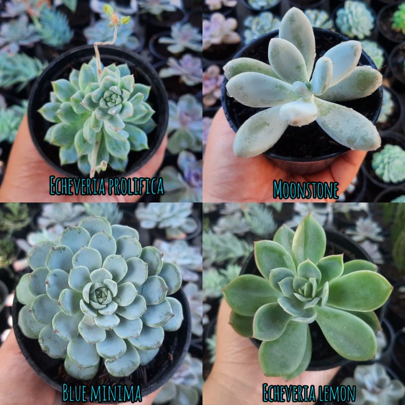 Jual Sukulen Bebas Pilih Jenis Kaktus Sukulen Mini Tanaman Hias Hidup ...
