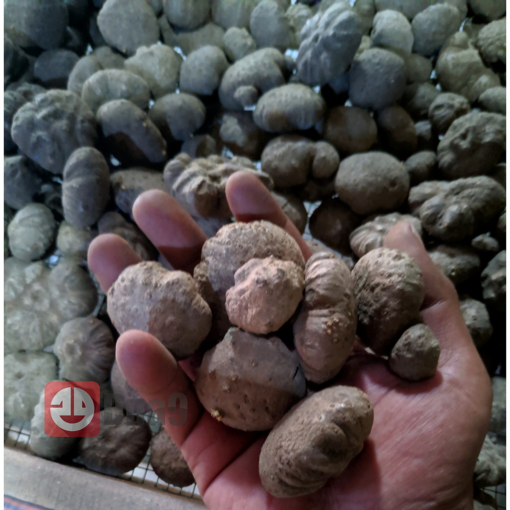 Jual BIBIT TANAMAN PORANG / BIBIT KATAK / BULBIL / TANAMAN VIRAL ...