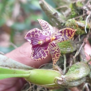 Jual KUKURING anggrek super wangi bulbophyllum ecornutum langka ...