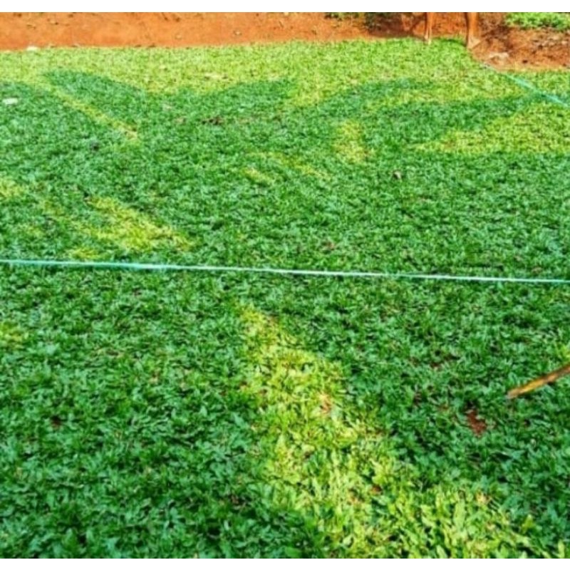 Jual rumput gajah mini 50×50 | Shopee Indonesia