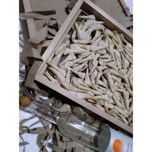 Jual Aksesoris Etnik Gigi Sapi Untuk Kalung Liontin / Baca Keterangan ...