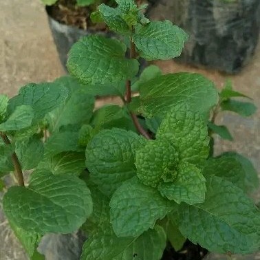 Jual Bibit tanaman min - daun mint - herbal mint | Shopee Indonesia