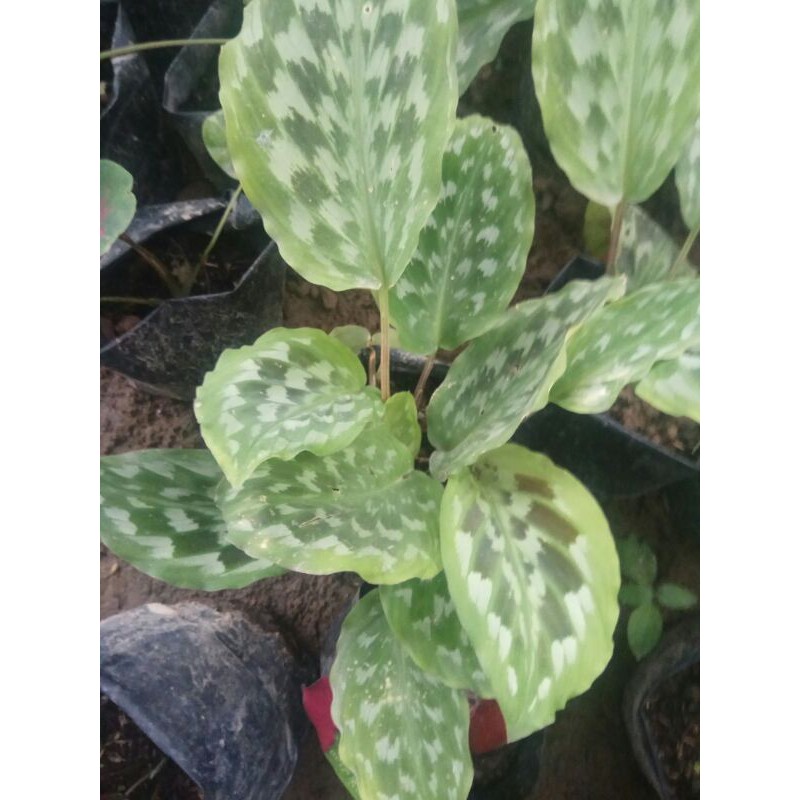 Jual BUNGA EKOR MERAK - CALATEA EKOR MERAK - BUNGA EKOR MERAK - EKOR ...