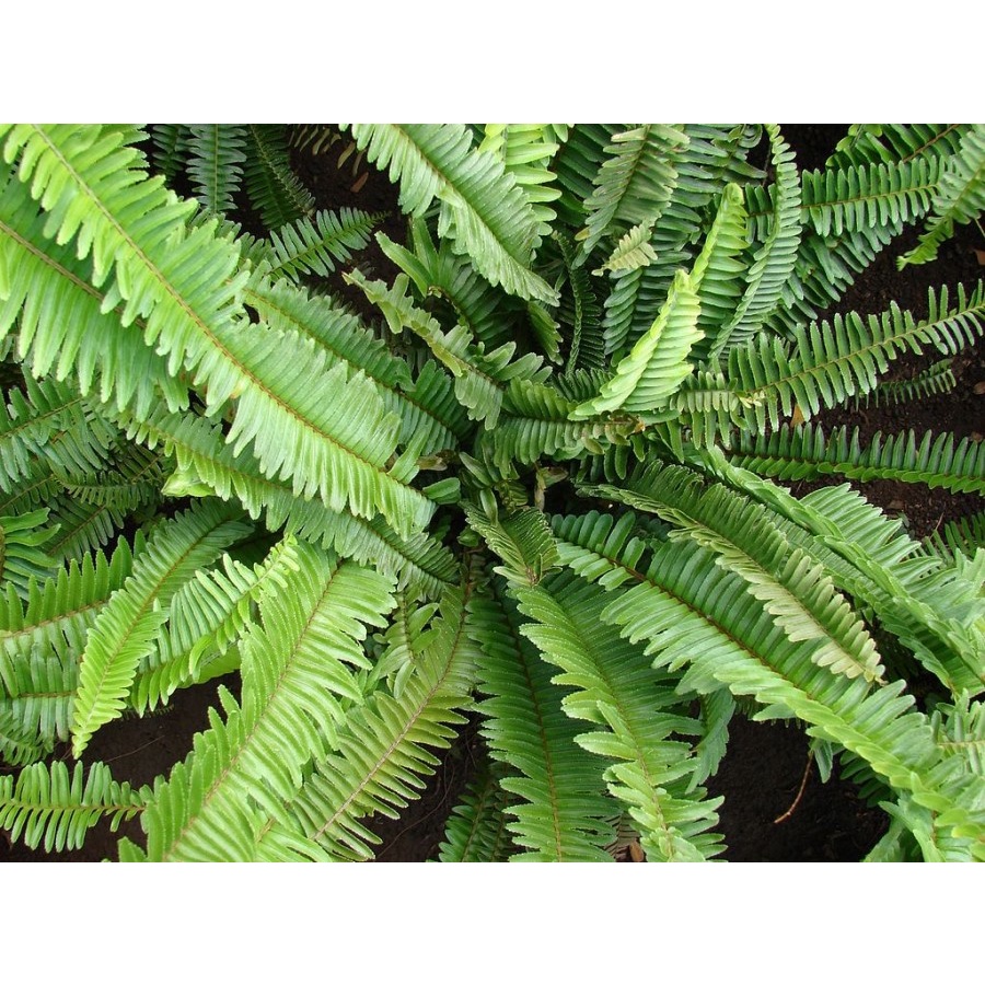 Jual Bibit tanam hias paku - pakis pedang (Nephrolepis Cordifolia ...