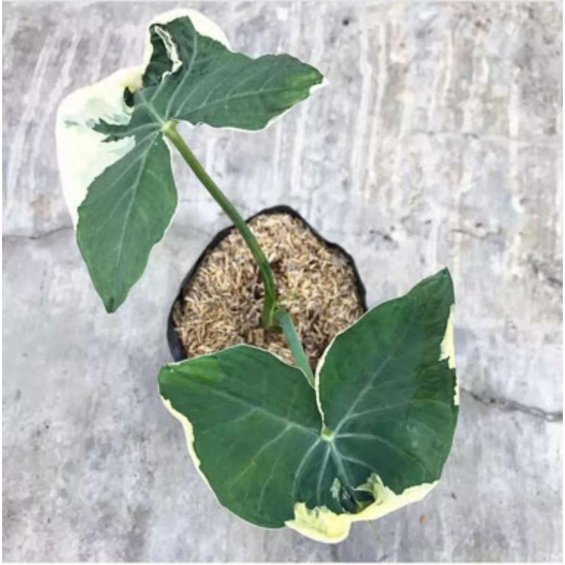 Jual KELADI TIKUS VARIEGATA / CALADIUM STINGRAY / TANAMAN HIAS | Shopee ...