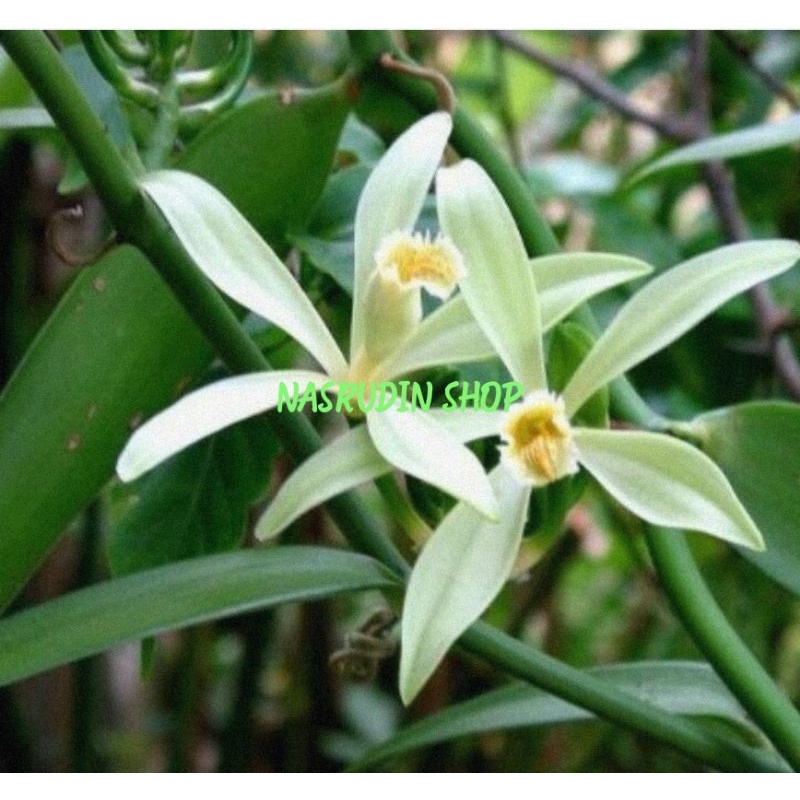 Jual BIBIT VANILI 50 CM / BIBIT (STEK) PANILI PLANIFOLIA / KARNELI ...