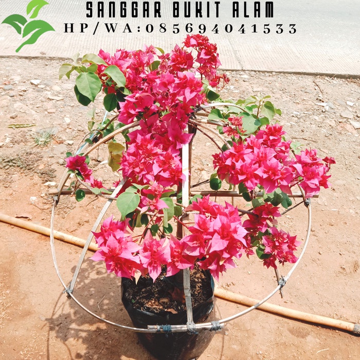 Jual tanaman hias Bougenville / bougainvillea / bunga kertas / bogenfil ...