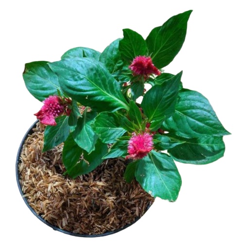 Jual tanaman hias bunga jengger ayam merah - Celosia cristata tanaman ...