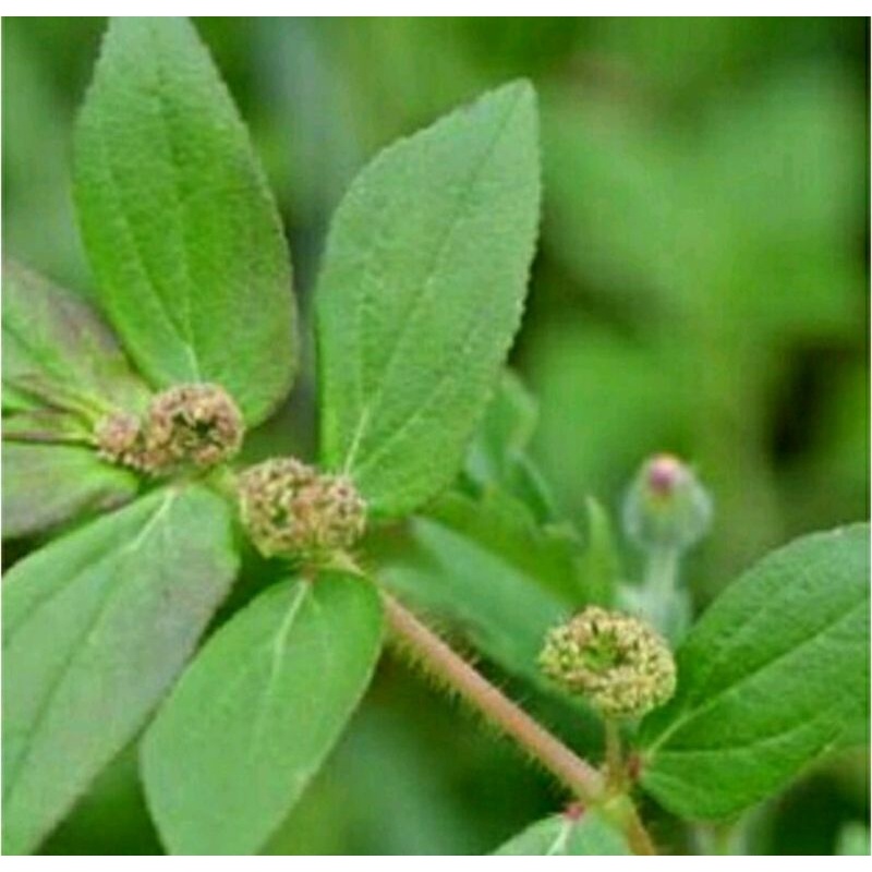Jual Daun Patikan Kebo Segar 1 Kg / Tanaman Herbal Daun Patikan Kebo ...