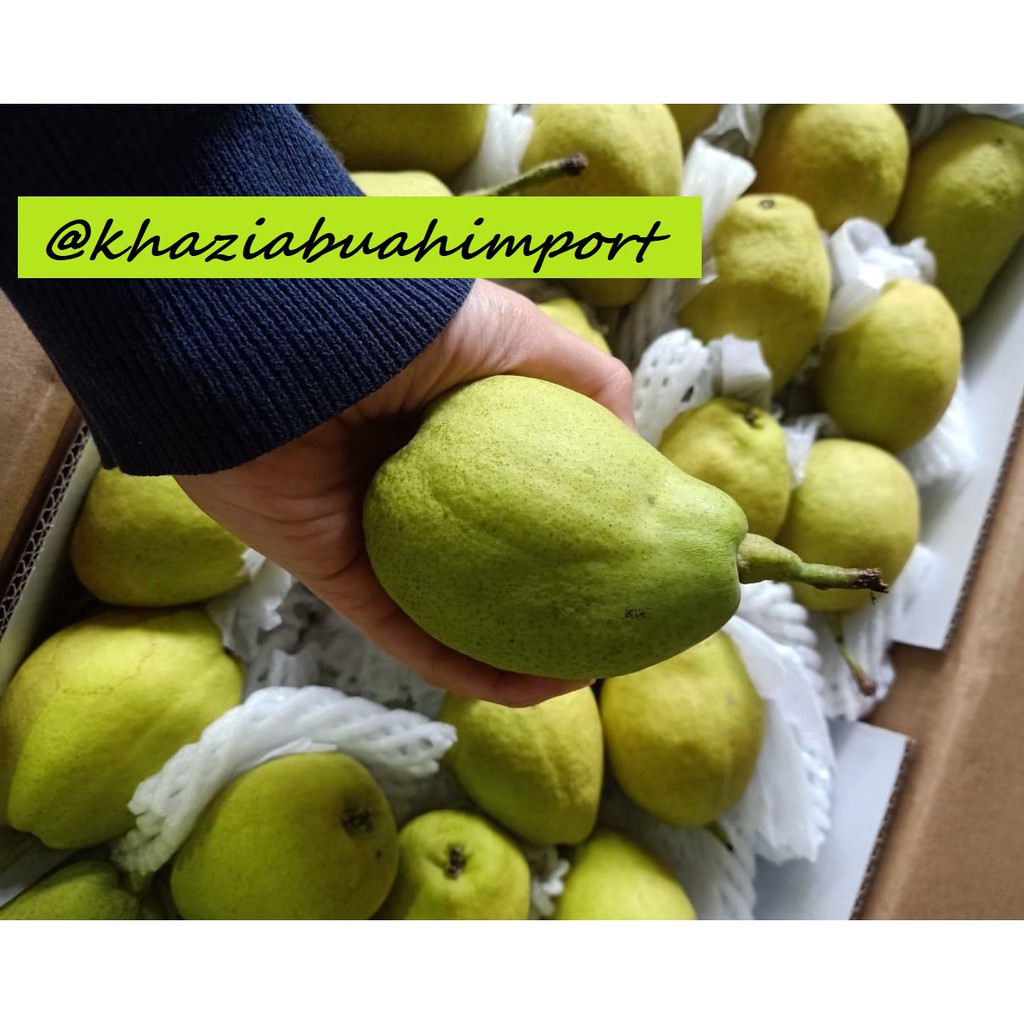 Jual Pear Xianglie Buah Pir Import Buah Segar Pilihan | Shopee Indonesia