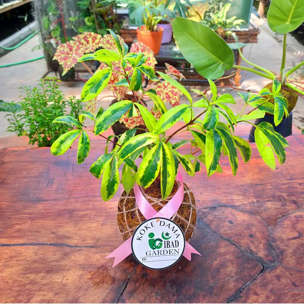 Jual Tanaman hias Kokedama Walisongo Schefflera leaf dwarf | Jenis tanaman hias yang bisa ...
