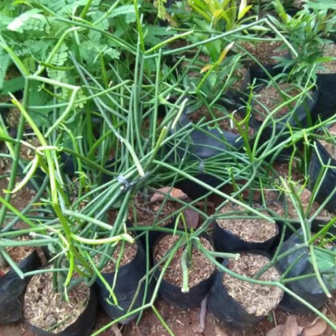 Jual Tanaman herbal Patah tulang - Kayu urip/Tanaman Patah tulang ...