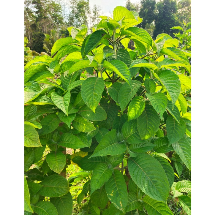 Jual Bibit Hidup Trichantera Gigantea Madre de agua Asli polibag siap ...