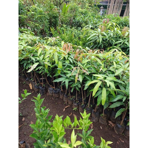 Jual Bibit Mangga Red Emperor (1 METER BATANG BESAR) | Shopee Indonesia