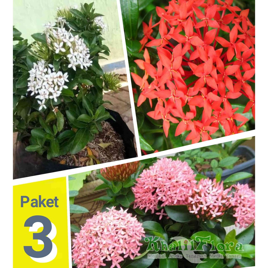 Jual Paket Hemat Pohon Asoka/ Tanaman Bunga / 3 Jenis Tanaman Asoka ...