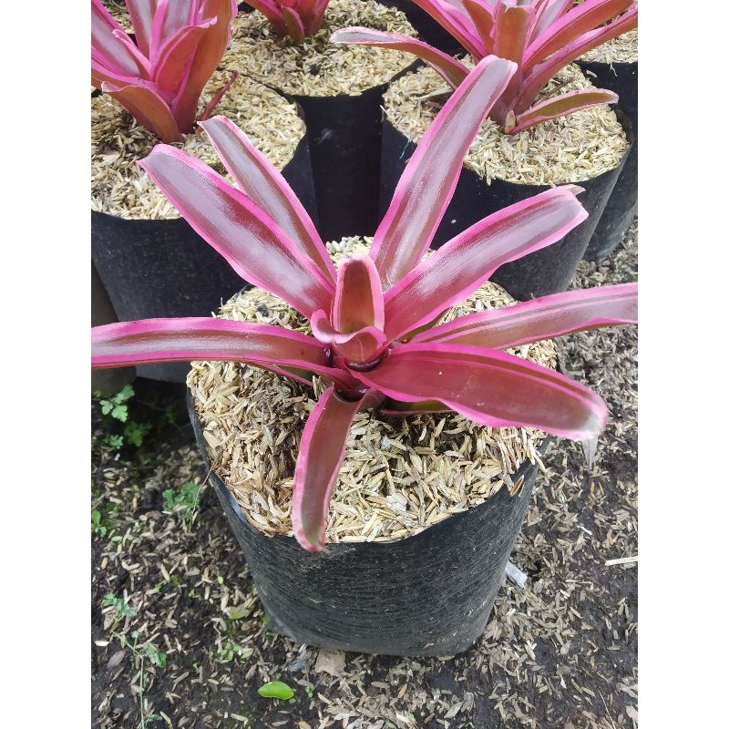 Jual Tanaman Hias Bromelia Merah/Tricolor Merah | Shopee Indonesia