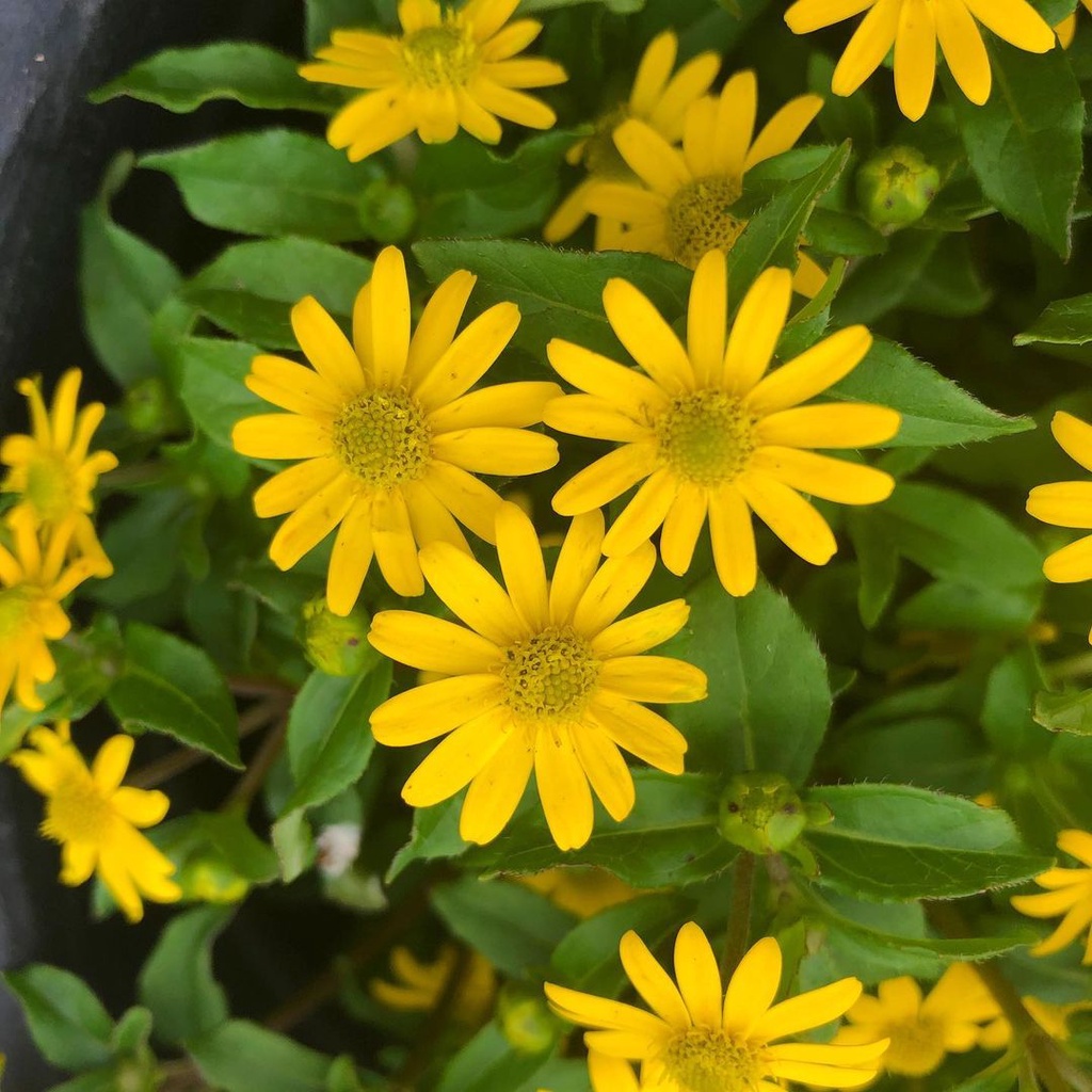 Jual Tanaman bunga wedelia / bunga seruni / widelia / Sphagneticola ...