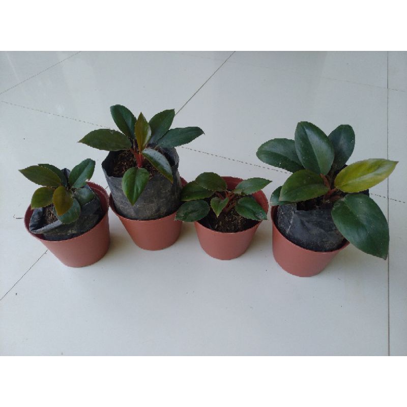 Jual philodenron Congo, Philo Congo, Philodenron Congo Compacta, Philo ...