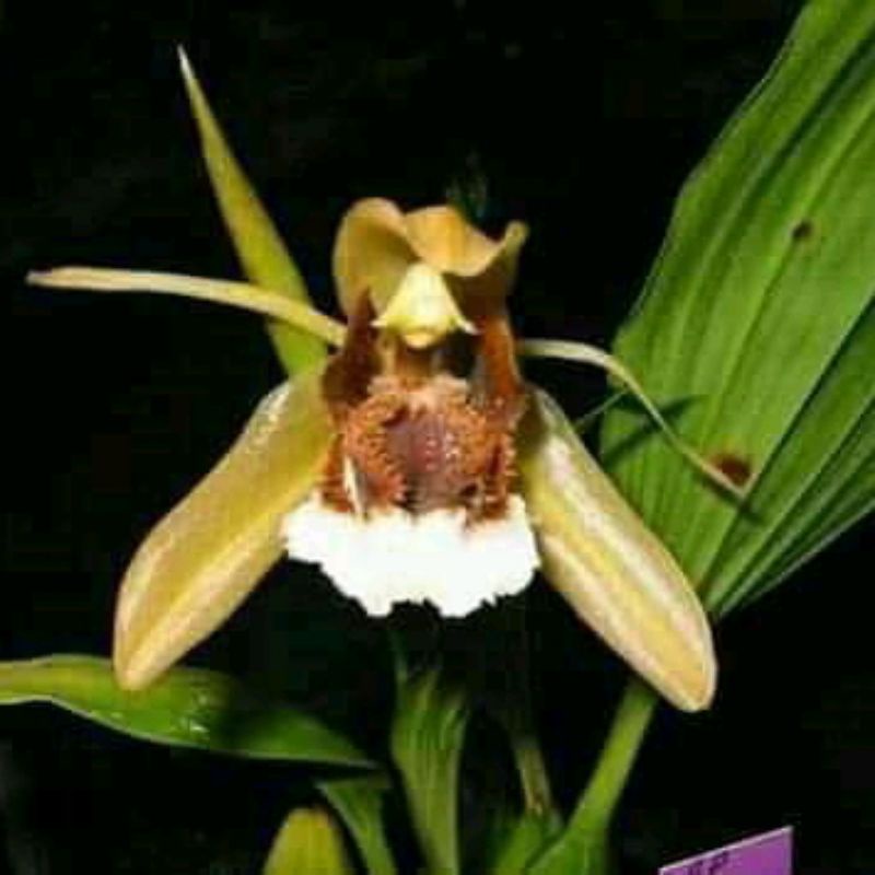 Jual Anggrek coelogyne speciosa per bulb berdaun | Shopee Indonesia