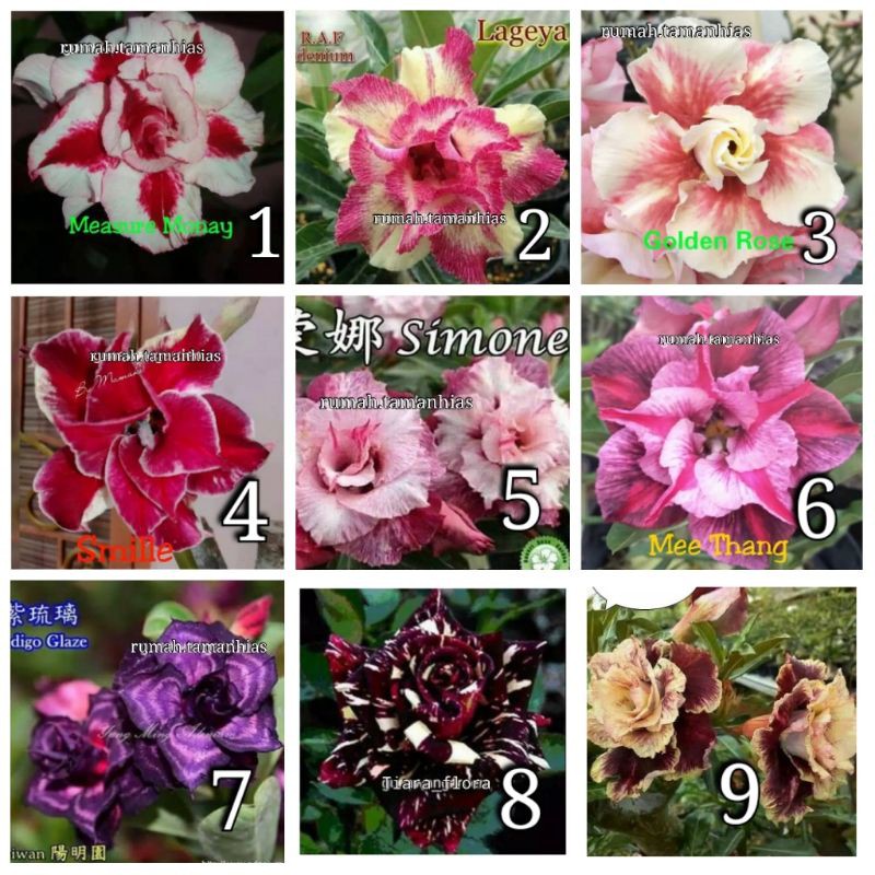 Jual Paket 9 Tanaman Hias Bunga Adenium Kamboja Jepang Bunga Tumpuk