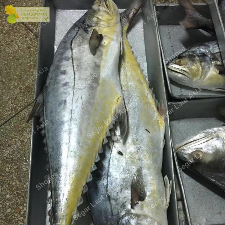 Jual Ikan Wais Segar / Ikan Talang Talang Fresh 1Kg | Shopee Indonesia