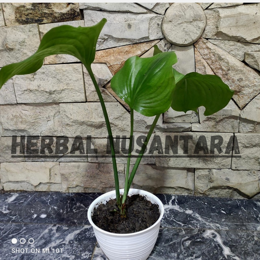 Jual Tanaman Hias hosta plantaginea green - Tanaman Langka - Plantain ...